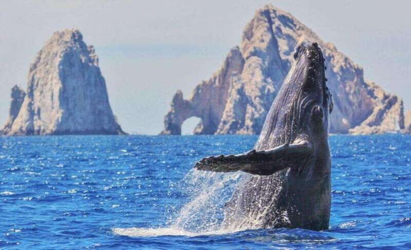 From La Paz: Puerto Chale Gray Whale Watching Tour - Deep Dive into the Itinerary