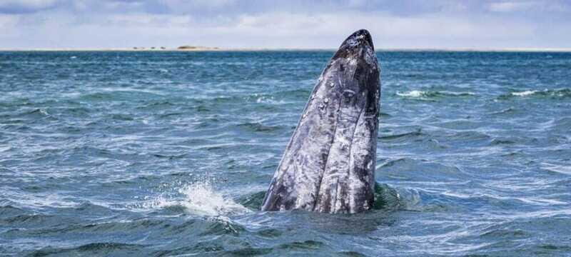 From La Paz: Puerto Chale Gray Whale Watching Tour - Who Will Love This Tour?