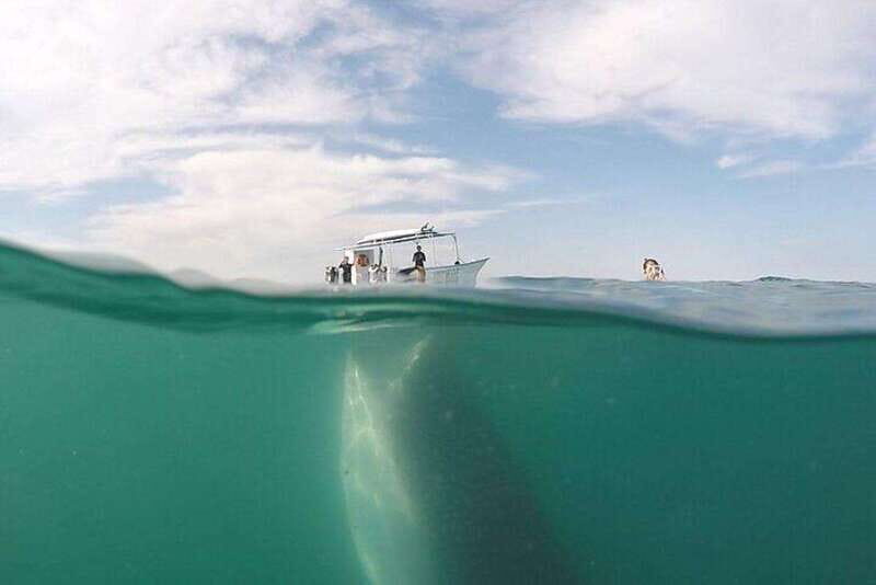 From La Paz: Whale Sharks, Sea Lions & Balandra Beach Combo - Key Points