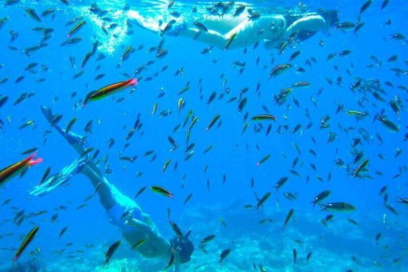 From La Paz: Whale Sharks, Sea Lions & Balandra Beach Combo - A Closer Look at the Experience