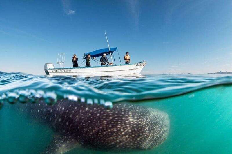 From La Paz: Whale Sharks, Sea Lions & Balandra Beach Combo - Analyzing the Value