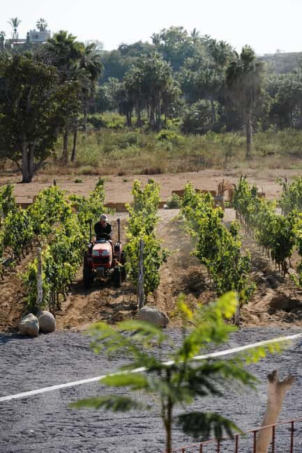From La Playa: Vineyard Tour w/ Tasting & Todos Santos Stop - Key Points