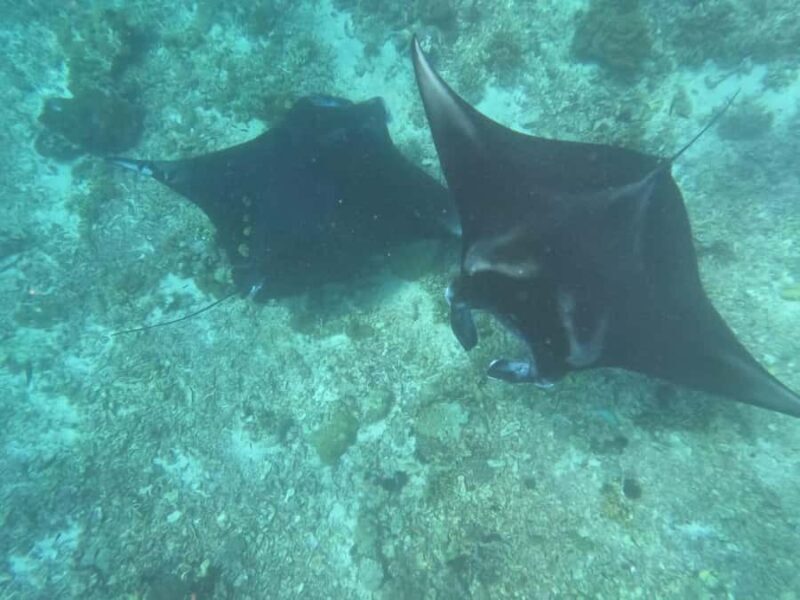 From Labuan Bajo Explore komodo island & Snorkeling - Who Should Consider This Tour?