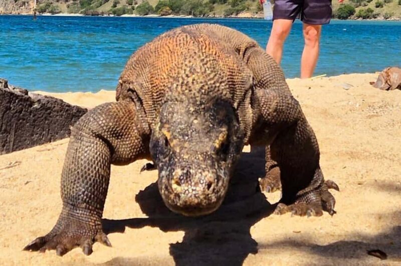 From Labuan Bajo: Komodo Dragons and Island Hop with All Fee - An In-Depth Look at the Tour Experience