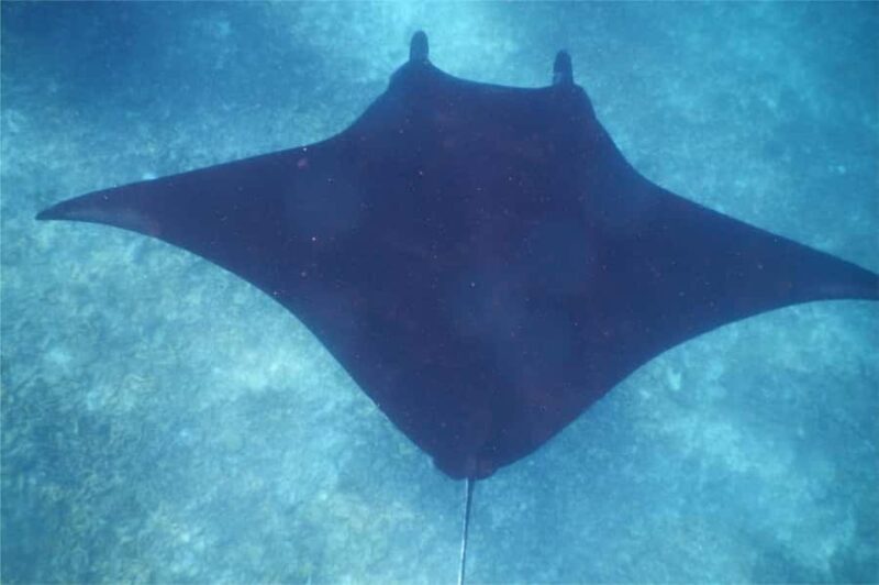 From Labuan Bajo: Komodo Dragons and Island Hop with All Fee - FAQs