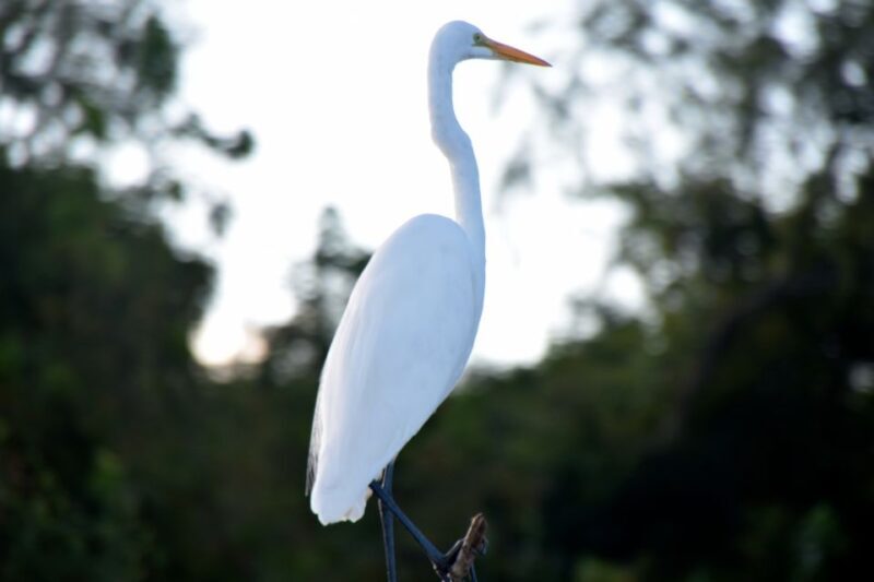 From Lafitte: Swamp Tours South of New Orleans by Airboat - Final Thoughts