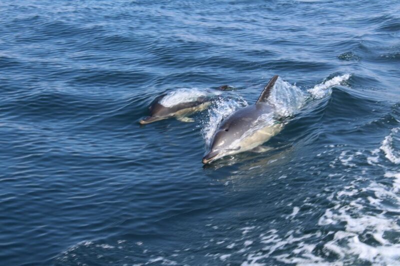 From Lagos: Dolphin Watching Boat Trip w/ Marine Biologists - Starting Point and Logistics