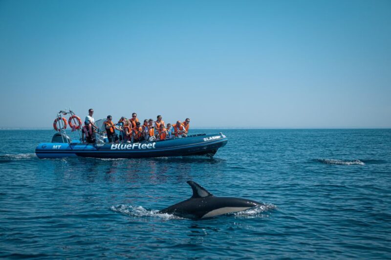 From Lagos: Dolphin Watching Boat Trip w/ Marine Biologists - The Search for Dolphins