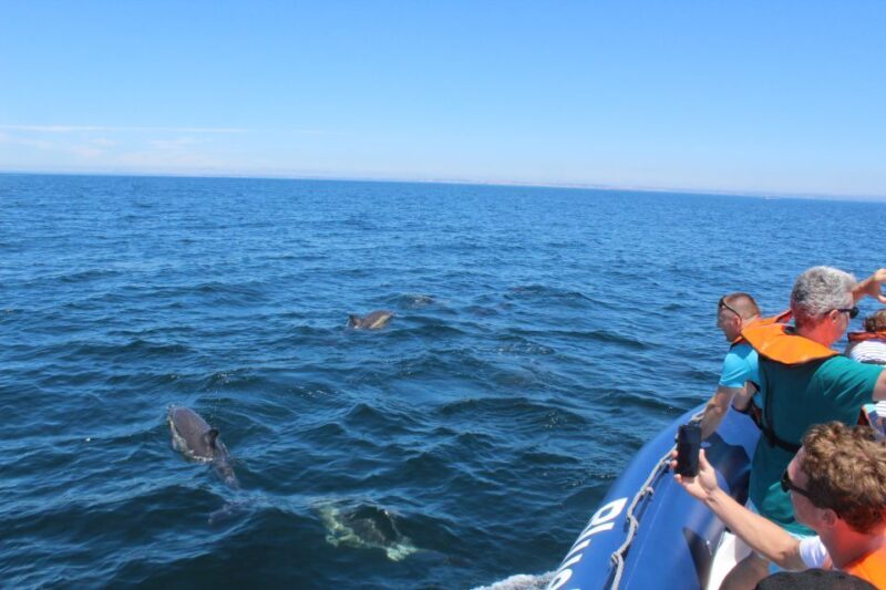 From Lagos: Dolphin Watching Boat Trip w/ Marine Biologists - Additional Highlights: Caves and Coastal Views