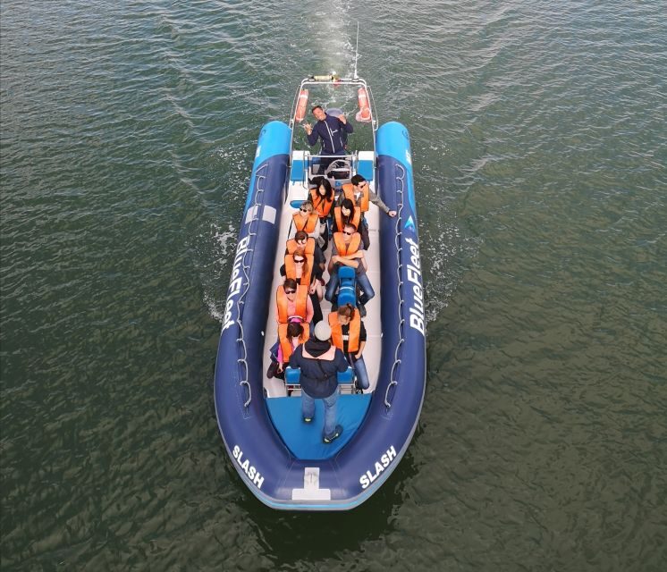 From Lagos: Dolphin Watching Boat Trip w/ Marine Biologists - Pricing and Value