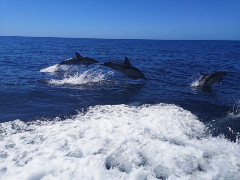 From Lagos: Dolphin Watching Boat Trip w/ Marine Biologists - what You Can Expect During the Trip