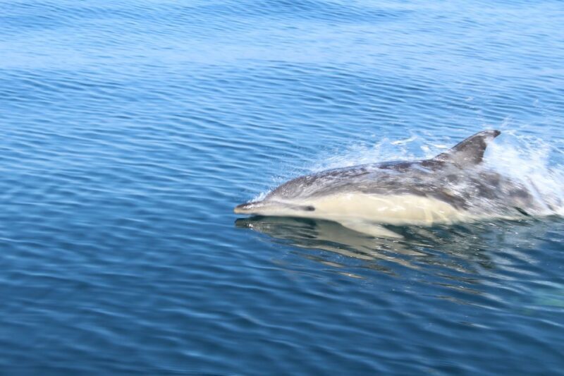 From Lagos: Dolphin Watching Boat Trip w/ Marine Biologists - Authentic Reviews and Tips