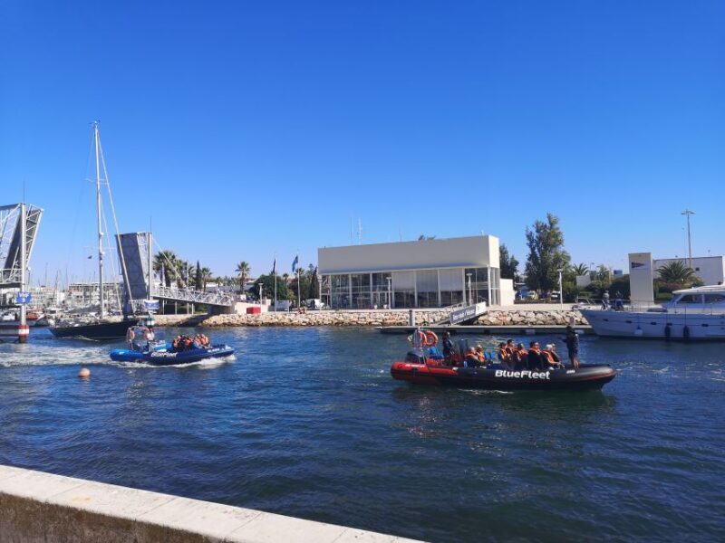 From Lagos: Dolphin Watching Boat Trip w/ Marine Biologists - Who Will Love This Tour?