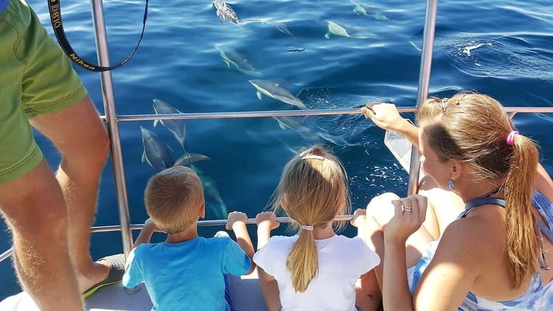 From Lagos: Dolphin Watching Catamaran Cruise - An In-Depth Look at the Tour