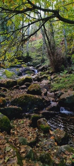 From Lagos: Monchique Private Guided Hike + Medronho Tasting - Key Points
