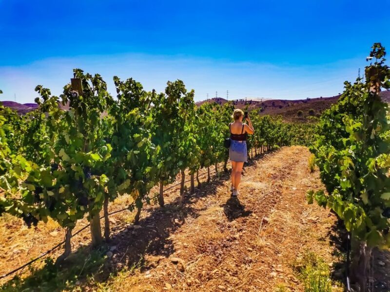 From Lagos: Small-Group 4-Hour Wine Tasting Tour - Practical Tips for Travelers