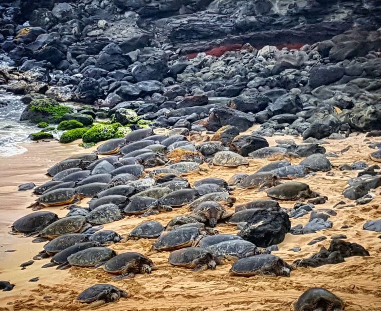 From Lahaina, Maui: Road to Hana Tour - Transportation and Group Size