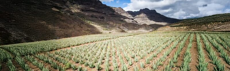 From Las Palmas: Fataga, Aloe Vera Farm, and Puerto de Mogán Market - A Detailed Look at the Tour Experience
