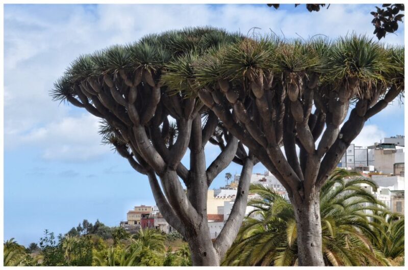 From Las Palmas: Full-Day Tour of the North - From Las Palmas: Full-Day Tour of the North — A Balanced Look at Gran Canarias Charm