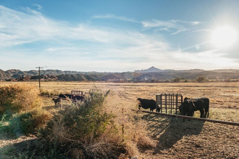 From Las Vegas: Desert Sunset Horseback Ride with BBQ Dinner - Final Thoughts