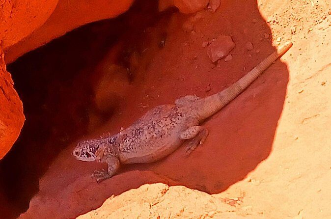 From Las Vegas Valley of Fire Full Day Guided Tour with Lunch - Final Thoughts