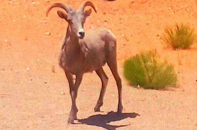 From Las Vegas Valley of Fire Full Day Guided Tour with Lunch - FAQ