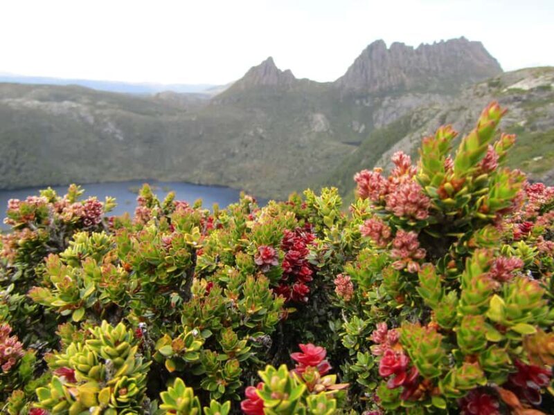 From Launceston: Cradle Mountain - Active Day Tour - A Perfect Introduction to Tasmania’s Wilderness