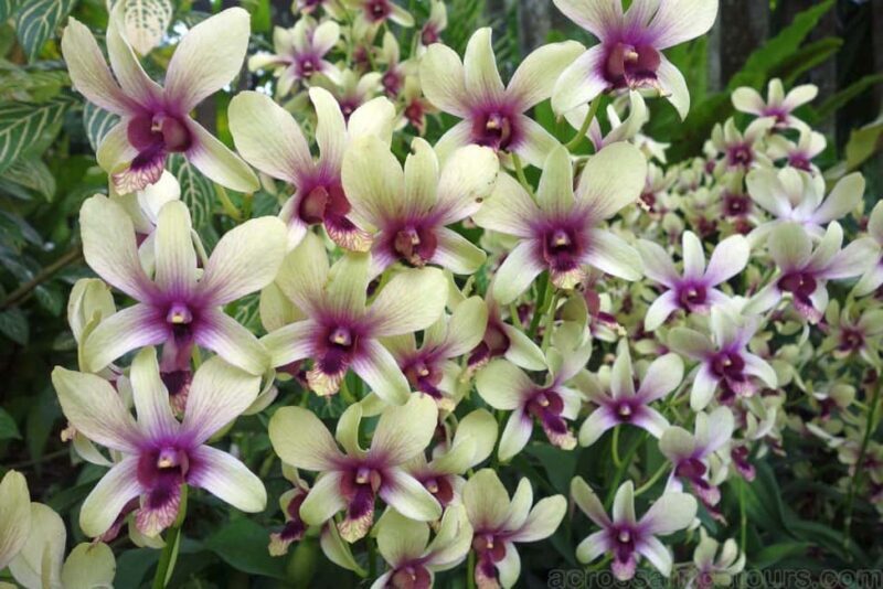 From Lautoka: Garden of Sleeping Giant, Viseisei & Nadi Tour - Who Should Consider This Tour?