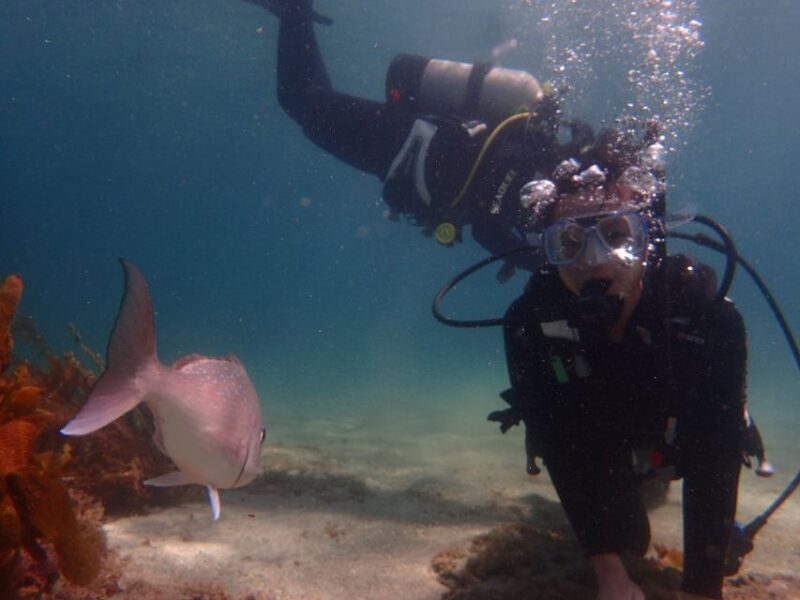 From Leigh: Goat Island Try Scuba Diving Experience - What’s Included and What’s Not