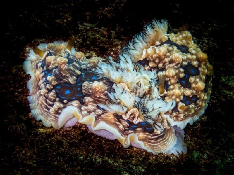 From Leigh: Goat Island Try Scuba Diving Experience - Why This Tour Stands Out