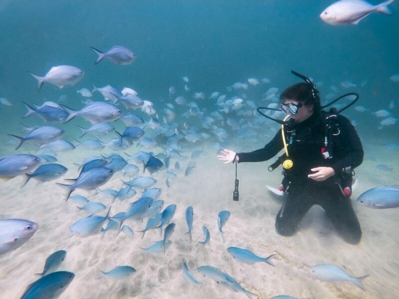From Leigh: Goat Island Try Scuba Diving Experience - Who Will Love This Experience?