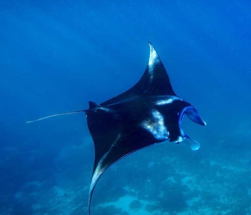 From Lembongan: Full Day Private Boat Snorkeling Nusa Penida - Key Points