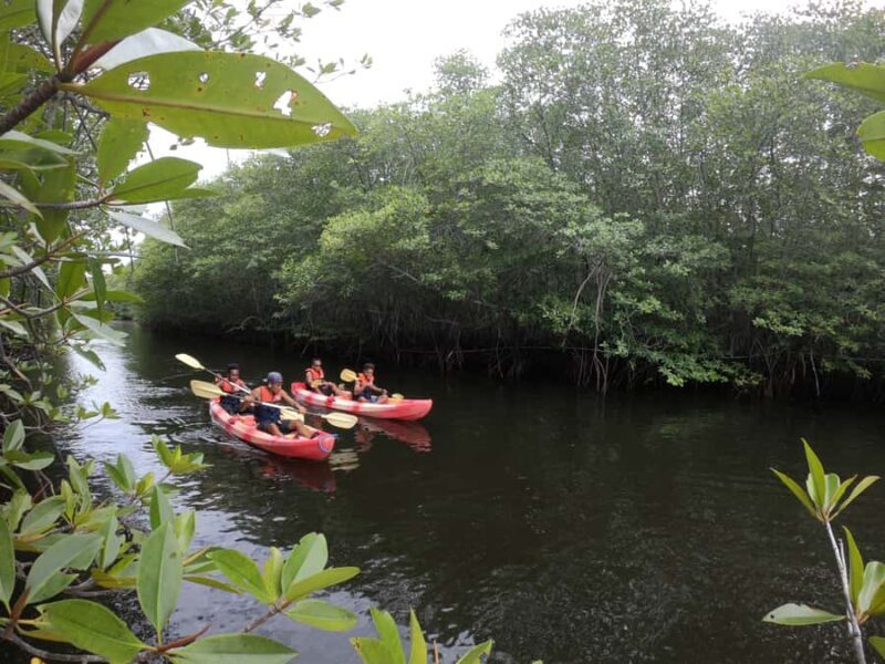 From Lembongan: Kayak/Paddleboard/Boat Mangrove Tour - Key Points