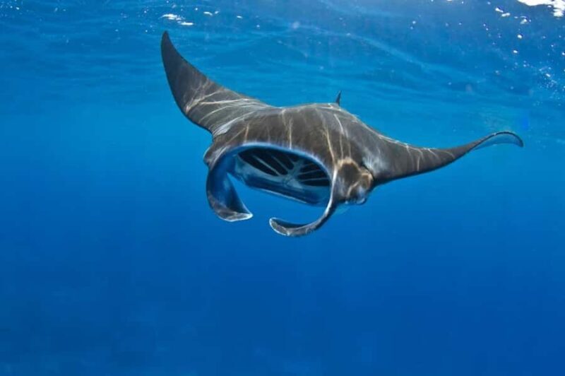 From Lembongan: Manta Point Snorkeling & West Penida Tour - An In-Depth Look: What This Tour Offers and Why It Matters