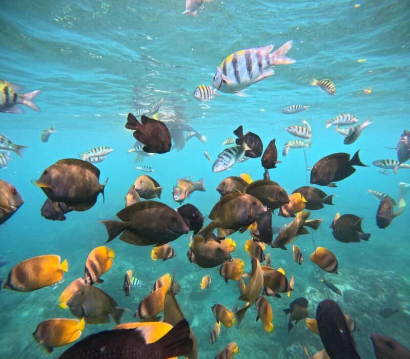 From Lembongan: Nusa Penida Private Snorkeling & West Tour - Key Points