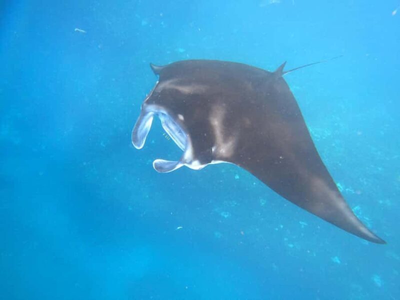 From Lembongan: Nusa Penida Private Snorkeling & West Tour - Value and Price