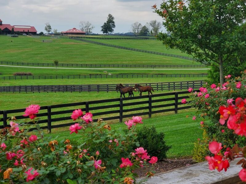 From Lexington: Kentucky Horse Farms Tour - The Guides: The Heart of the Experience