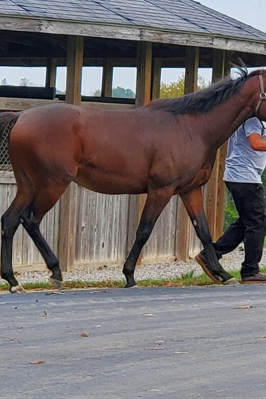 From Lexington: Kentucky Horse Farms Tour - Transportation and Timing