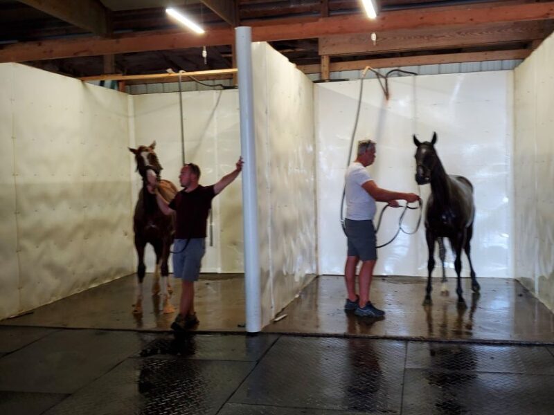 From Lexington: Kentucky Horse Farms Tour - Authenticity and Overall Experience
