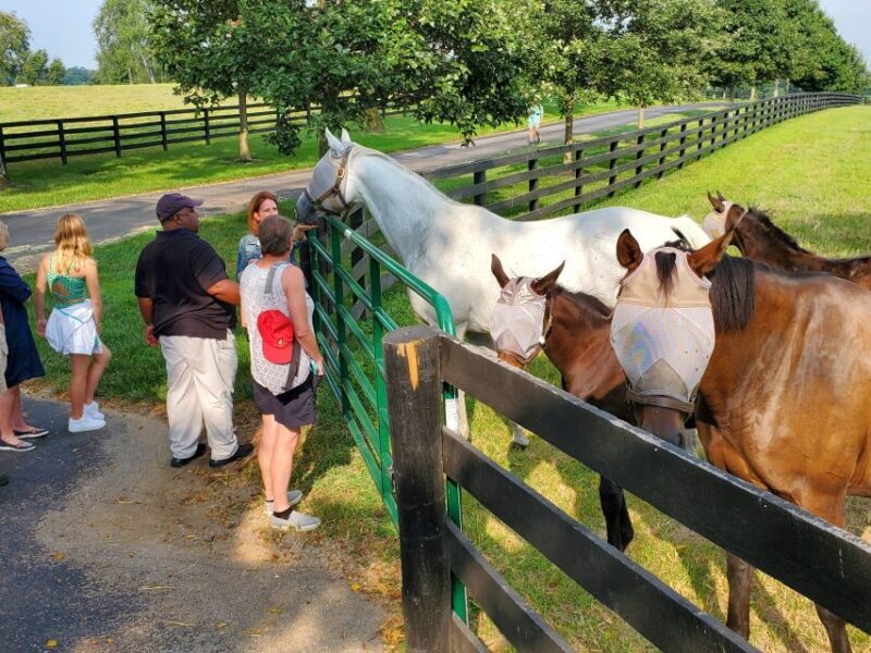 From Lexington: Kentucky Horse Farms Tour - FAQs