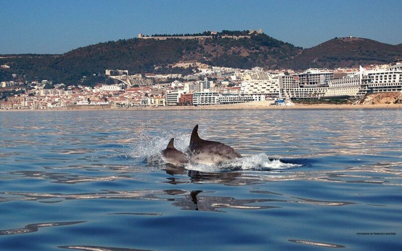 From Lisbon: Arrabida Private Full-Day Wine Excursion - The Value and Who Will Most Appreciate This Tour