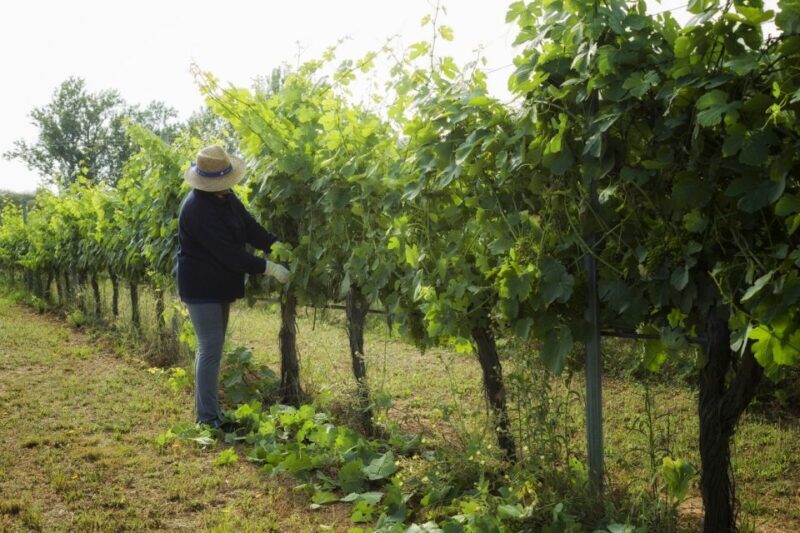 From Lisbon: Évora Wine & Heritage Tour - What the Reviews Say