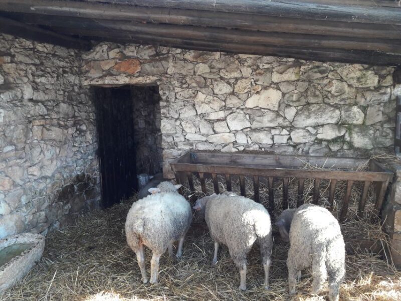 From Lisbon: Half-Day Fátima PRIVATE Tour - FAQ