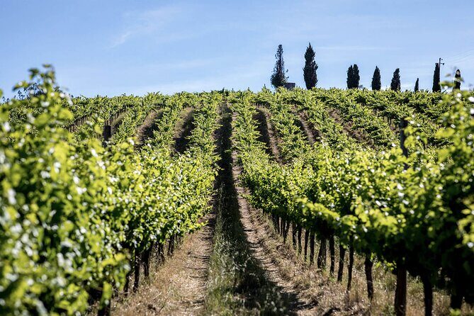 From Lisbon: Palmela-Setúbal Wine Tasting Tour (40kms of Lisbon) - Authentic, Relaxed, and Educational