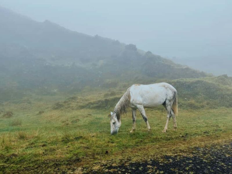 From Lisbon: Private Horseback Riding and Wine Tasting Tour - FAQ