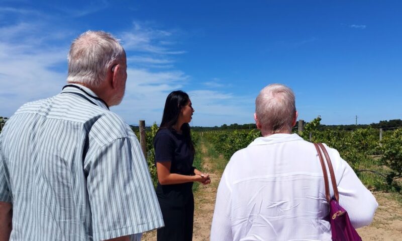 From Lisbon: Setúbal & Arrábida Wine Tour with Lunch - Handling the Logistics and Duration