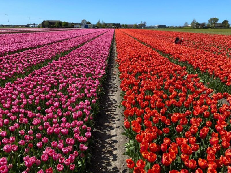 From Lisse: Flower Bike Tour Around Keukenhof Small Group - Authentic Experiences and Reviewer Insights