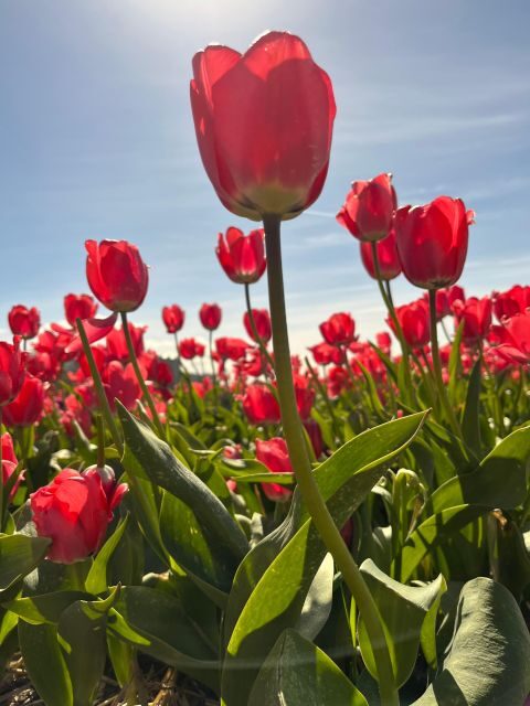 From Lisse: Flower Bike Tour Around Keukenhof Small Group - FAQ