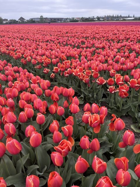 From Lisse: Landrover Tour Around Keukenhof & Flower Fields - Key Points