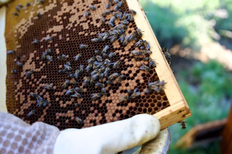 From Ljubljana: All About Bees - Who Should Consider This Tour?